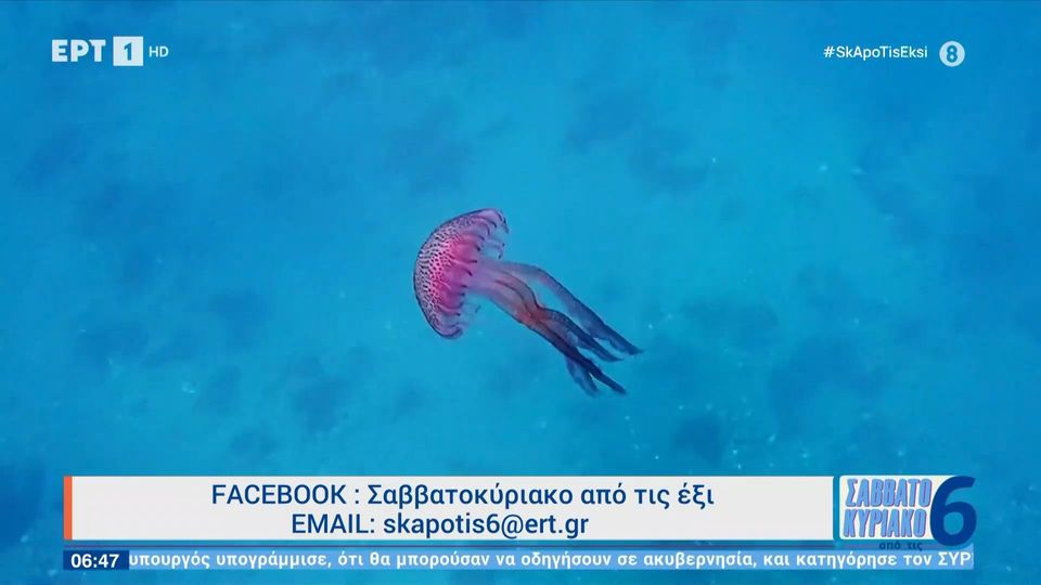 Μωβ μέδουσες: Δείτε σε ποιες παραλίες έχουν κάνει την εμφάνισή του - Live ο χάρτης (vid) | Neakriti