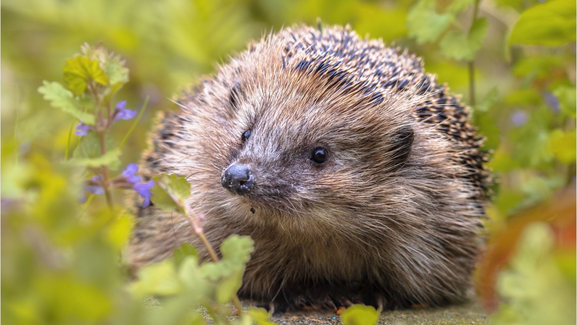 Deutsche Wildtierstiftung: Igel ist Tier des Jahres 2024